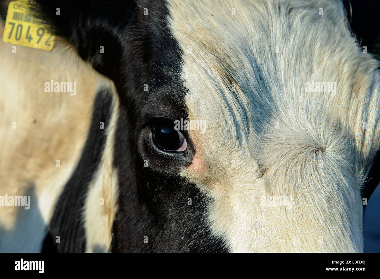 traditional ox-market in Wedel, Schleswig-Holstein, Germany Stock Photo ...