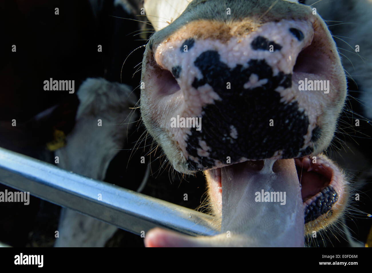 traditional ox-market in Wedel, Schleswig-Holstein Stock Photo - Alamy