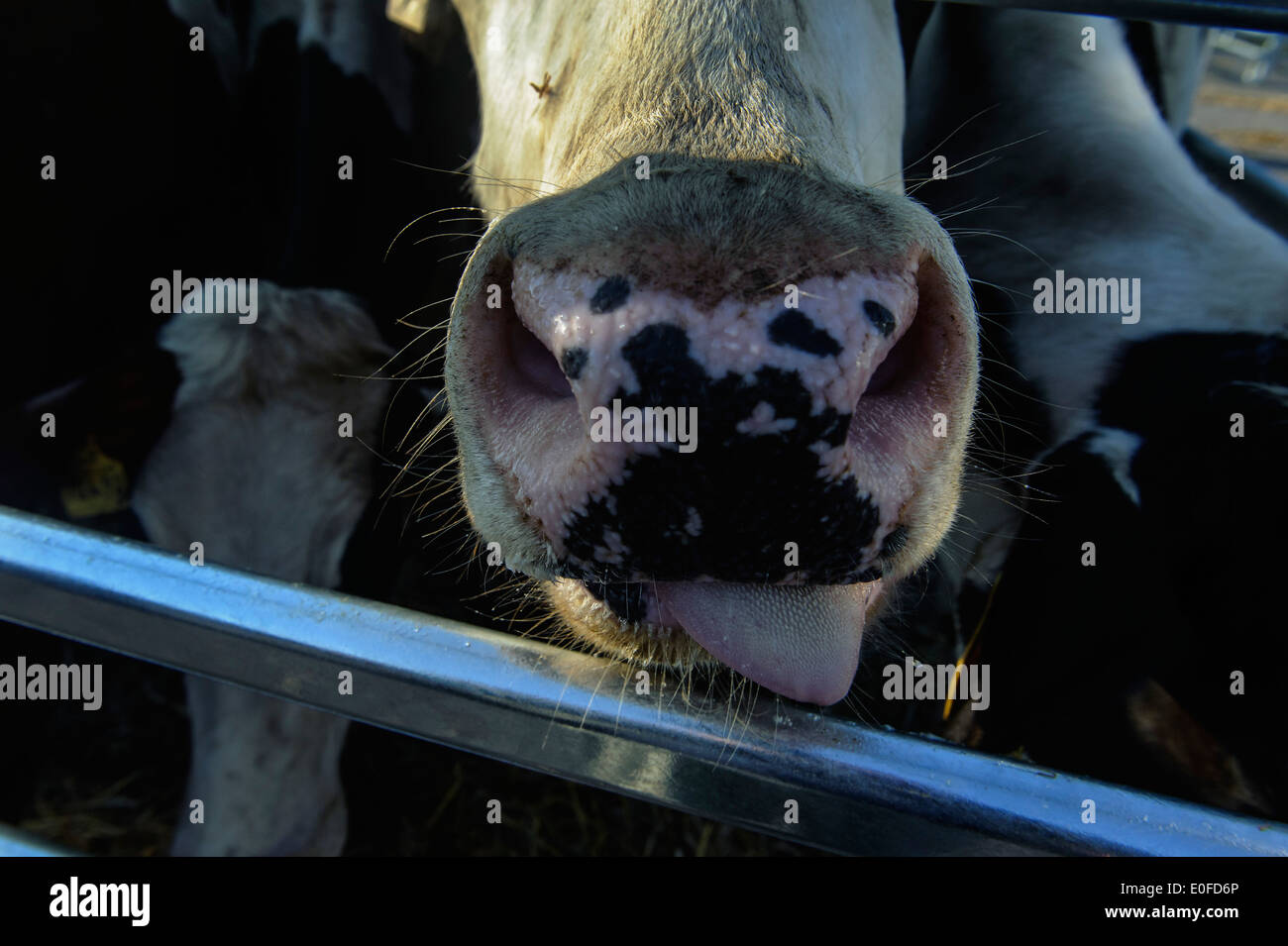 traditional ox-market in Wedel, Schleswig-Holstein Stock Photo - Alamy