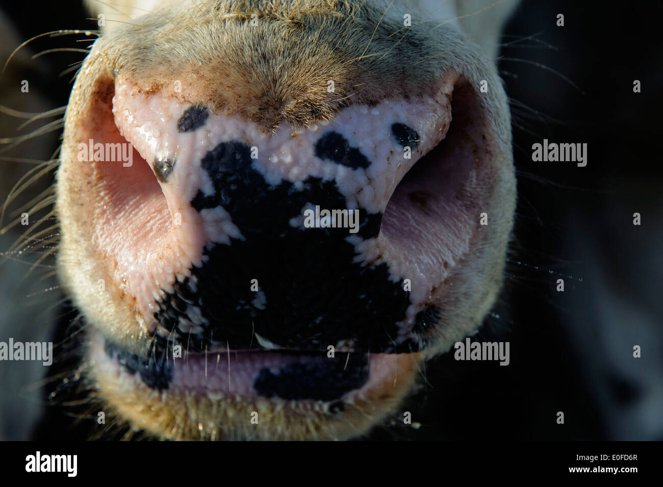 traditional ox-market in Wedel, Schleswig-Holstein Stock Photo - Alamy