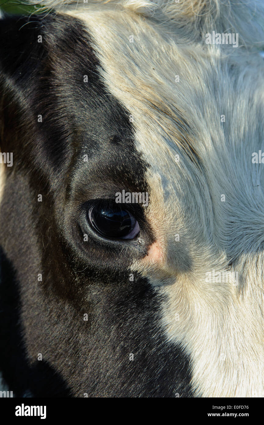 traditional ox-market in Wedel, Schleswig-Holstein, Germany Stock Photo ...