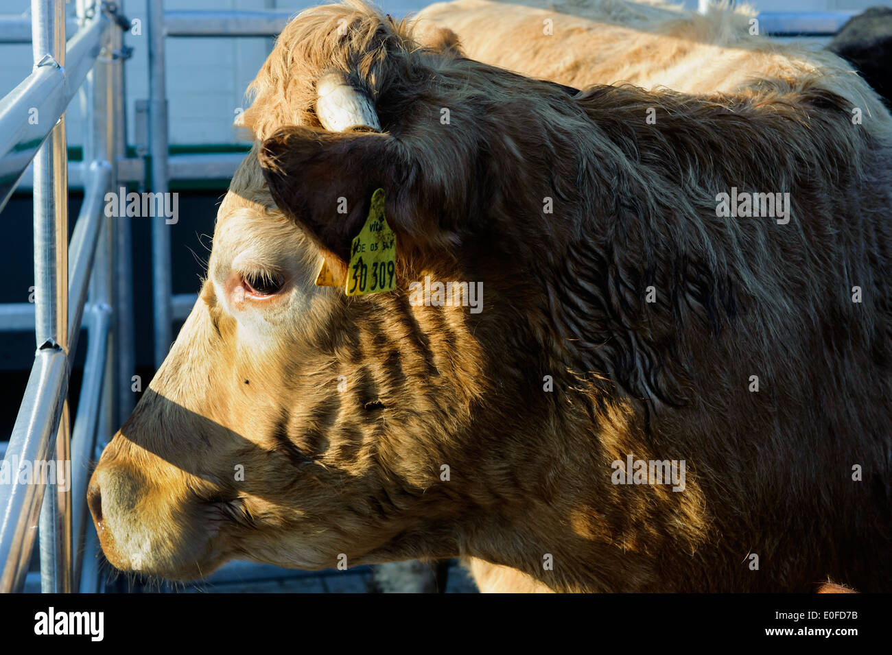traditional ox-market in Wedel, Schleswig-Holstein Germany Stock Photo ...