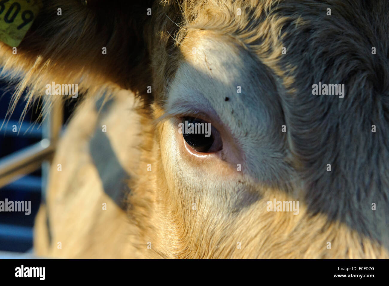 traditional ox-market in Wedel, Schleswig-Holstein, Germany Stock Photo ...
