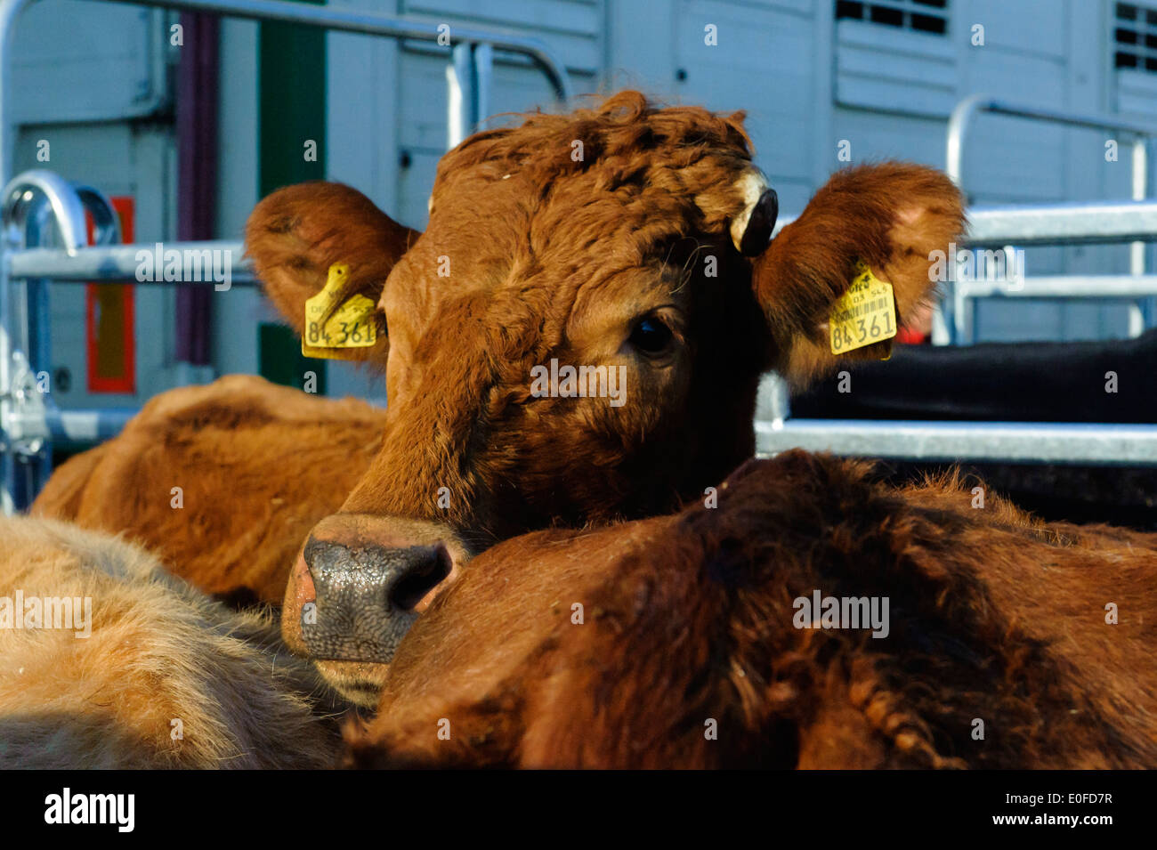 traditional ox-market in Wedel, Schleswig-Holstein Germany Stock Photo ...