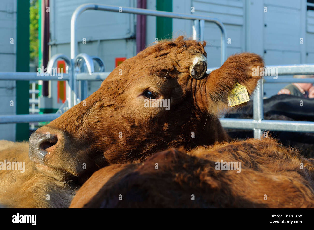 traditional ox-market in Wedel, Schleswig-Holstein Germany Stock Photo ...