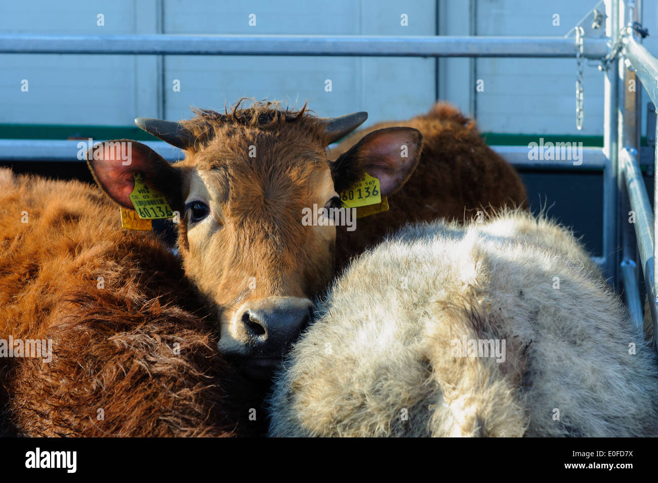 traditional ox-market in Wedel, Schleswig-Holstein Germany Stock Photo ...