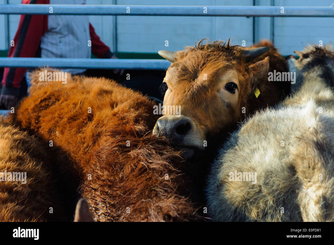 traditional ox-market in Wedel, Schleswig-Holstein Germany Stock Photo ...