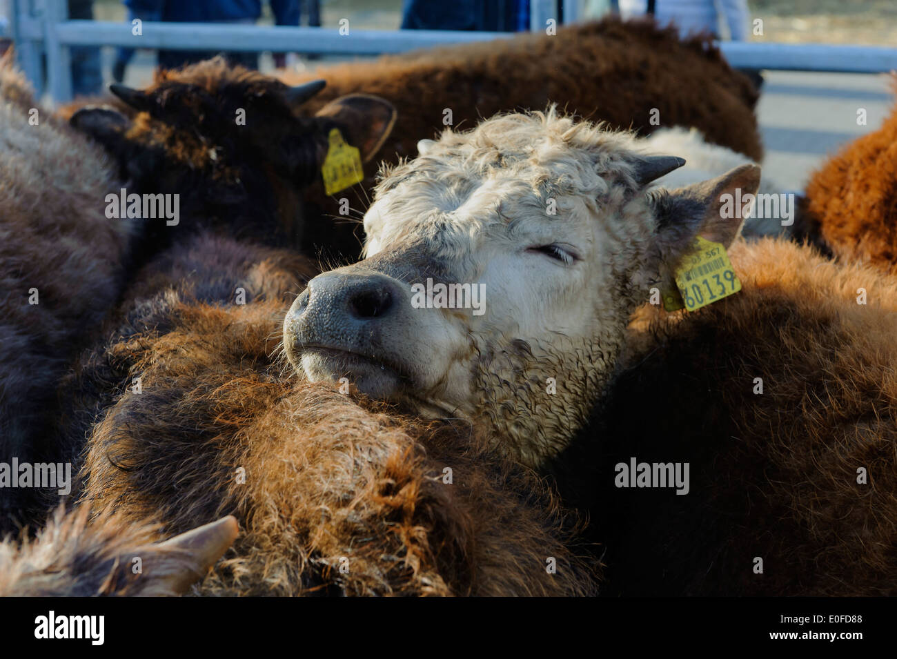 traditional ox-market in Wedel, Schleswig-Holstein Germany Stock Photo ...