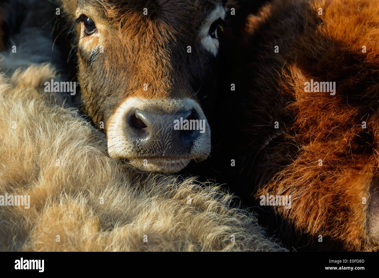 traditional ox-market in Wedel, Schleswig-Holstein Germany Stock Photo ...
