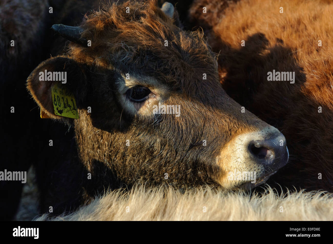 traditional ox-market in Wedel, Schleswig-Holstein Germany Stock Photo ...