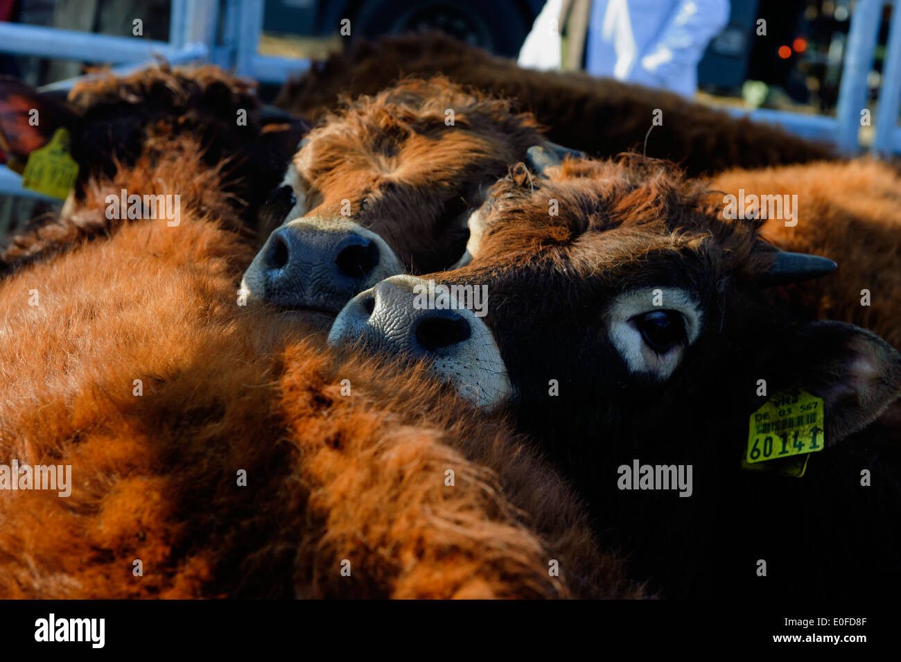 traditional ox-market in Wedel, Schleswig-Holstein Germany Stock Photo ...