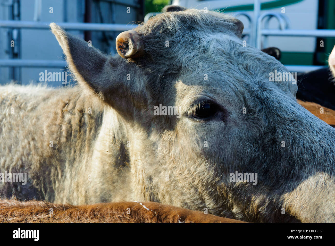 traditional ox-market in Wedel, Schleswig-Holstein, Germany Stock Photo ...