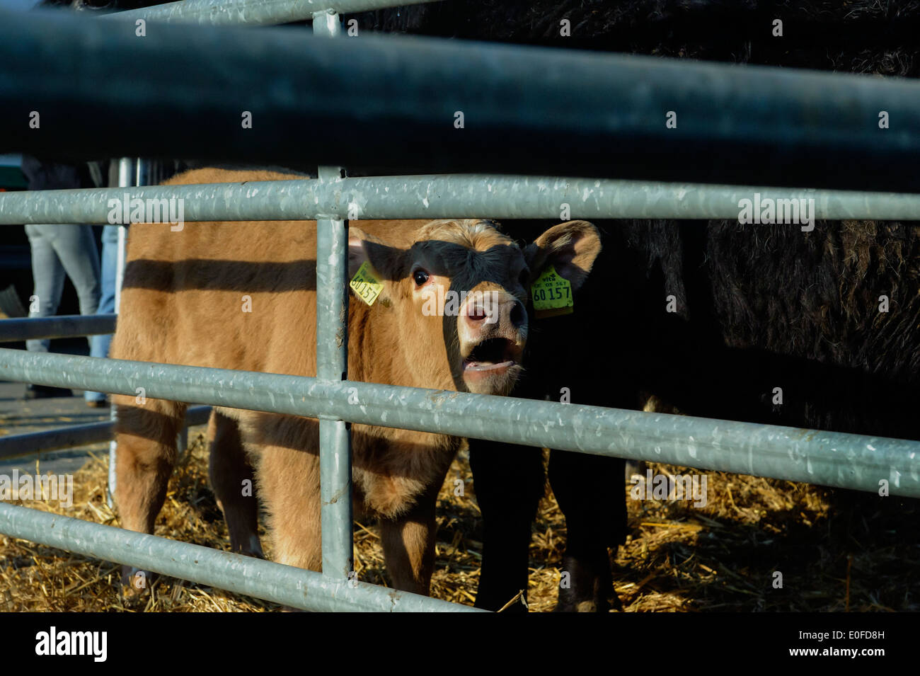 traditional ox-market in Wedel, Schleswig-Holstein Germany Stock Photo ...