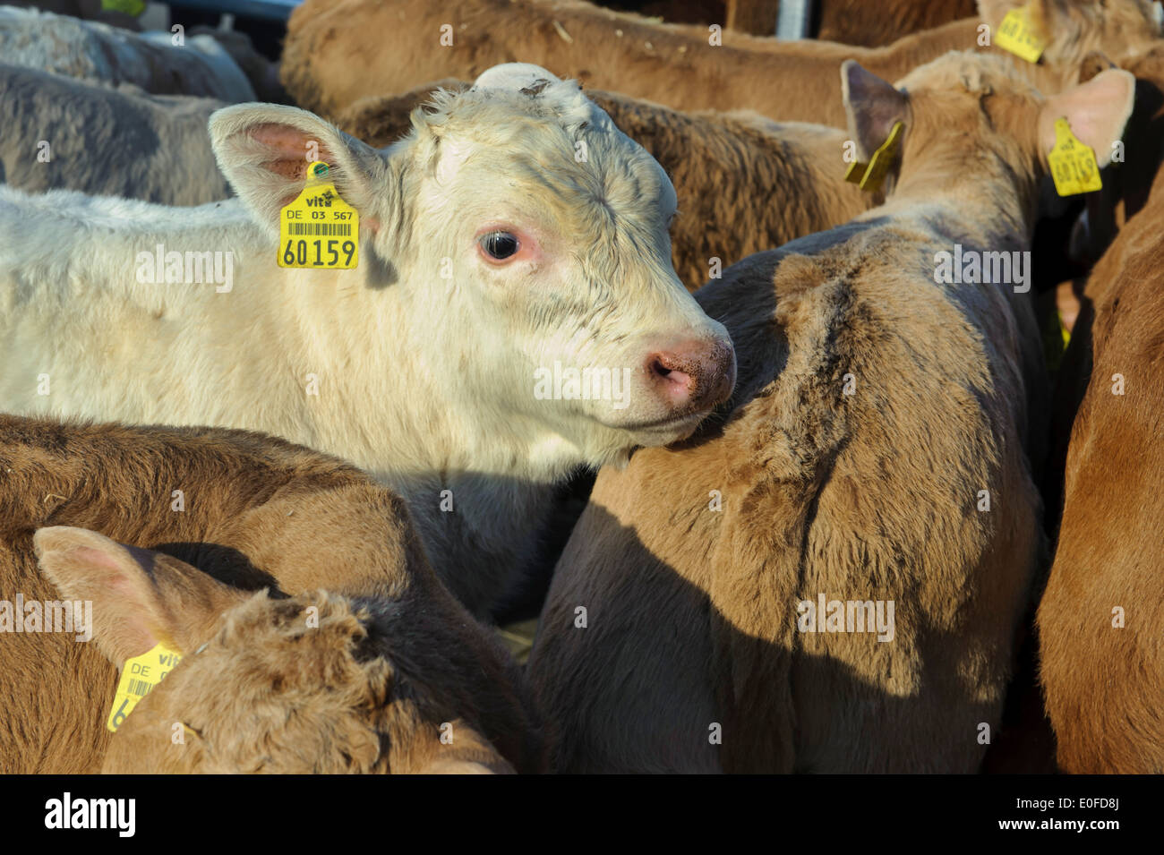 traditional ox-market in Wedel, Schleswig-Holstein Germany Stock Photo ...