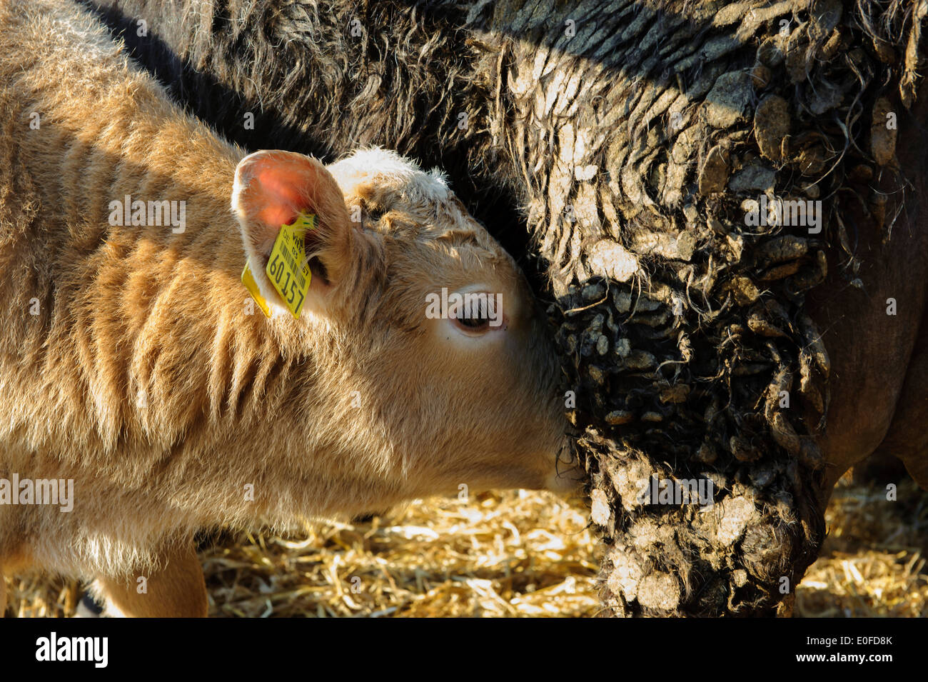 traditional ox-market in Wedel, Schleswig-Holstein Germany Stock Photo ...
