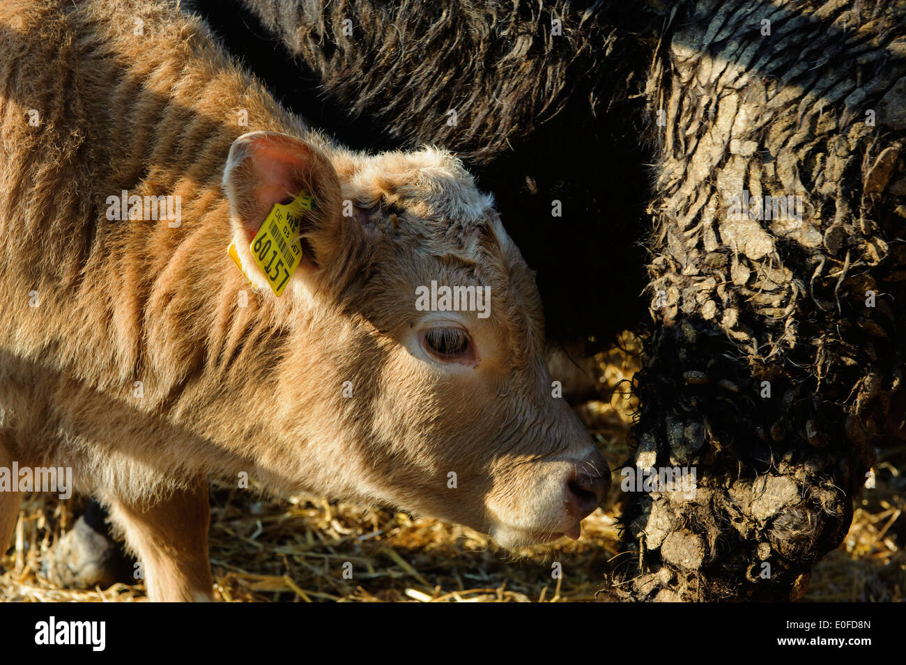 traditional ox-market in Wedel, Schleswig-Holstein Germany Stock Photo ...