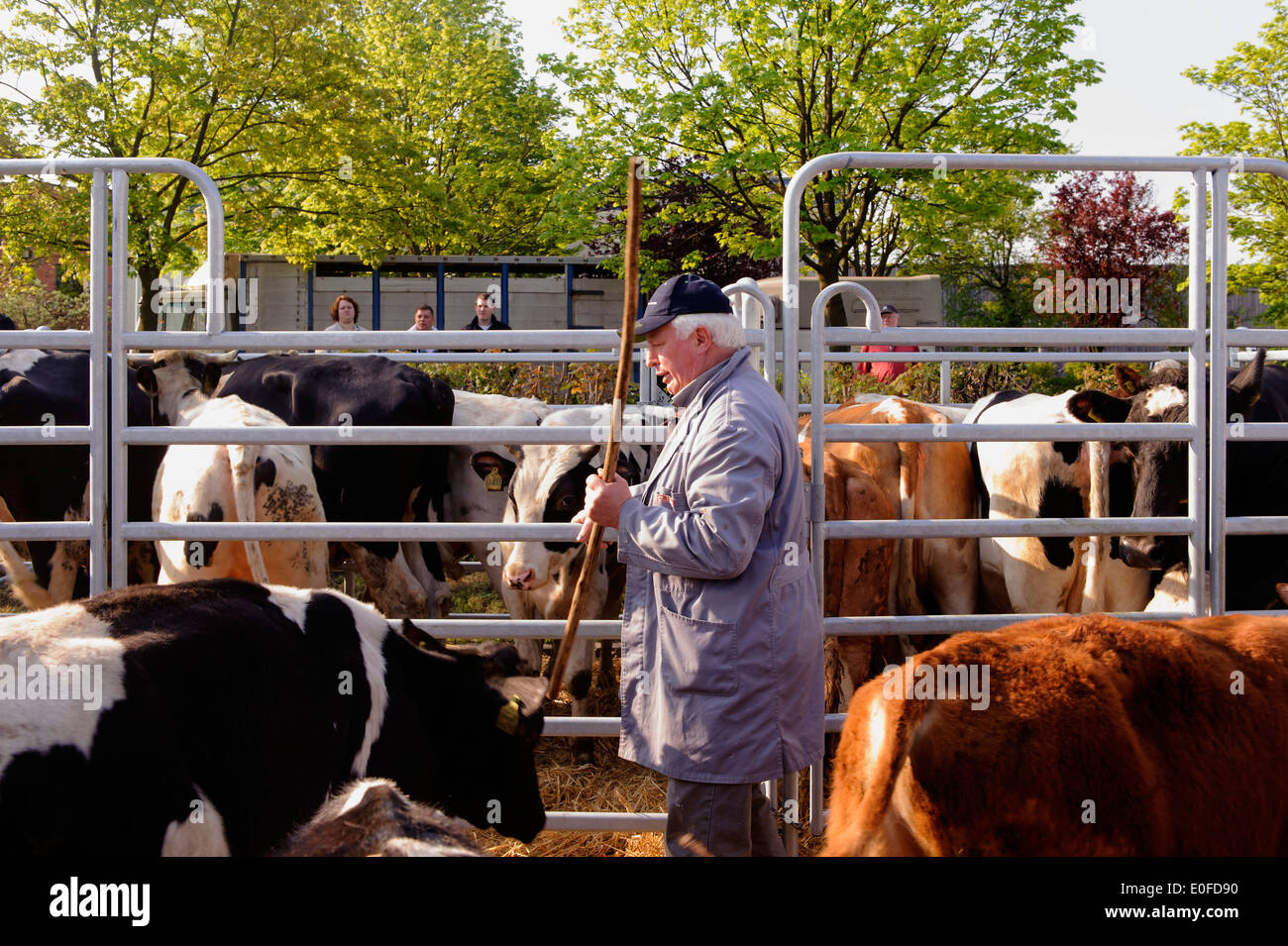 traditional ox-market in Wedel, Schleswig-Holstein, Germany Stock Photo ...