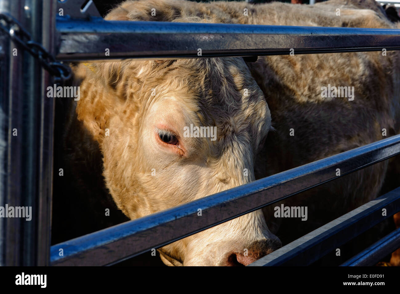 traditional ox-market in Wedel, Schleswig-Holstein, Germany farm animal ...