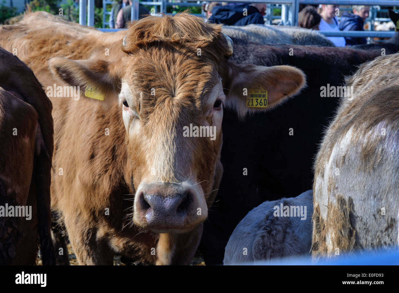 Fauna of germany hi-res stock photography and images - Alamy