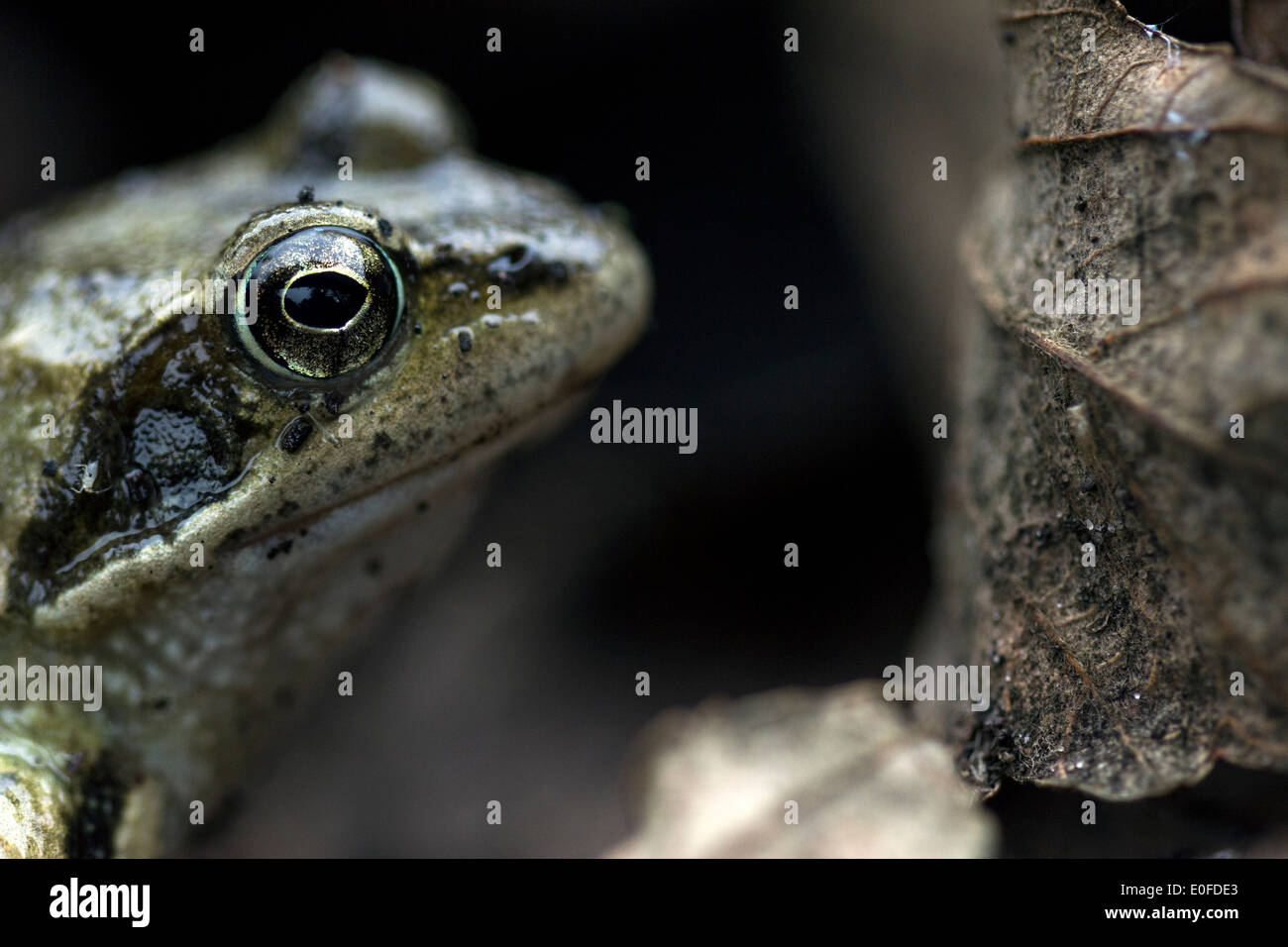 Frog profile hi-res stock photography and images - Alamy