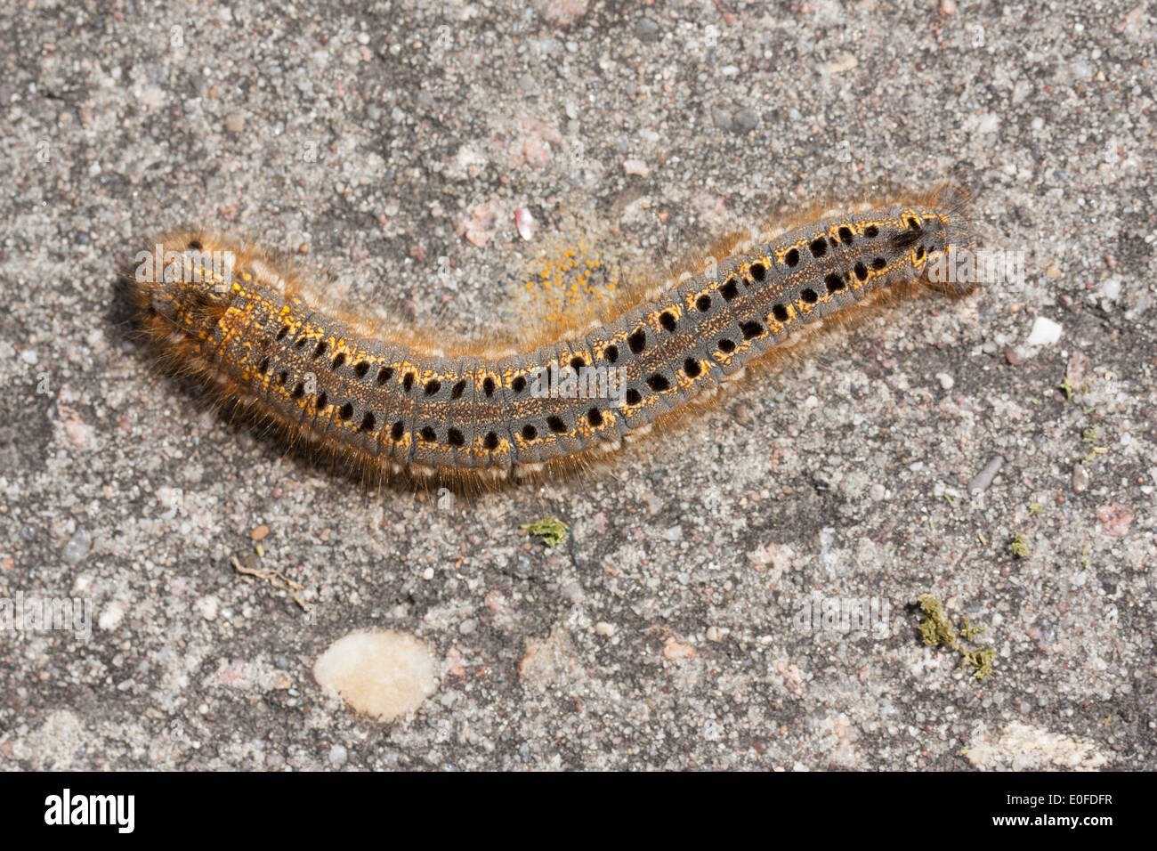 A picture of a caterpillar hi-res stock photography and images - Alamy
