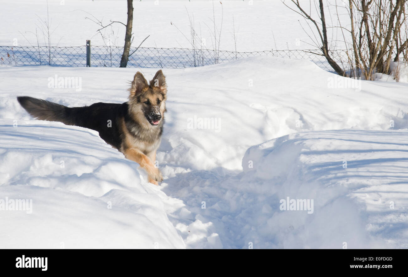 German shepherds playing in the snow Stock Photo - Alamy
