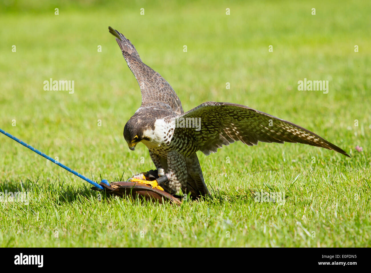 A falcon in captivity is training to hunt Stock Photo - Alamy