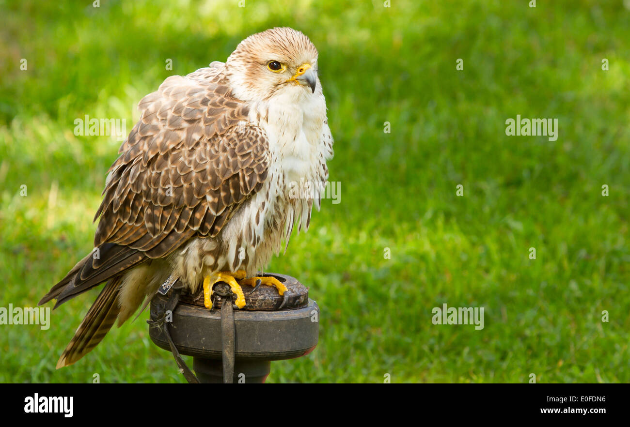 A falcon in captivity Stock Photo - Alamy