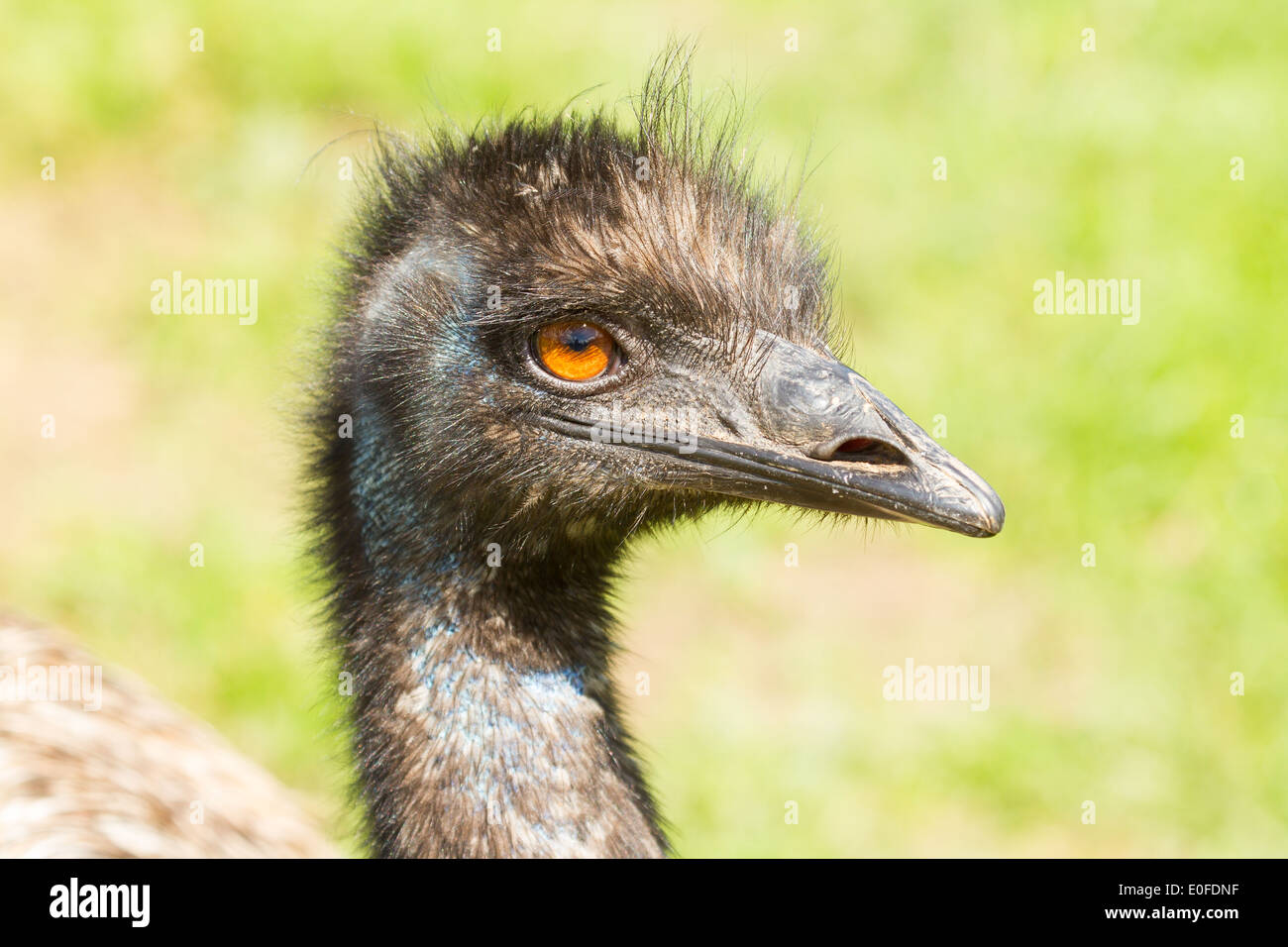 A close-up of an emu in a german zoo Stock Photo - Alamy