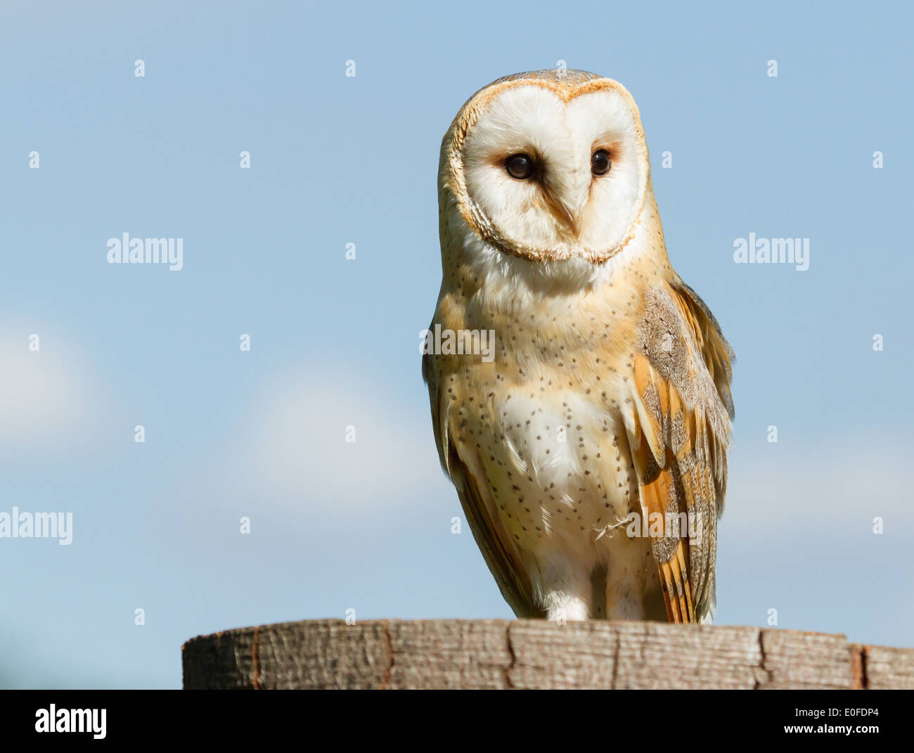 A sitting owl in a german zoo Stock Photo - Alamy