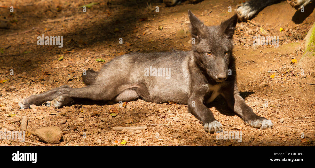 German wild gray wolf hi-res stock photography and images - Alamy