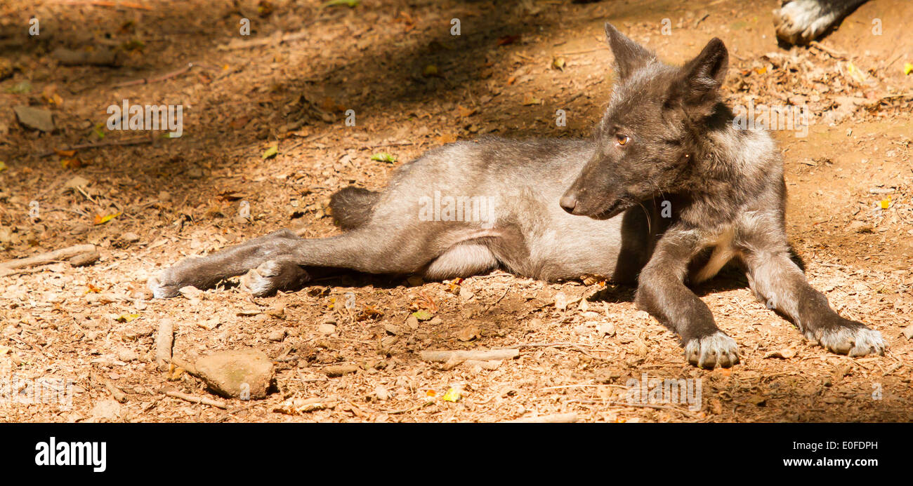 A young wolf in a german zoo Stock Photo - Alamy
