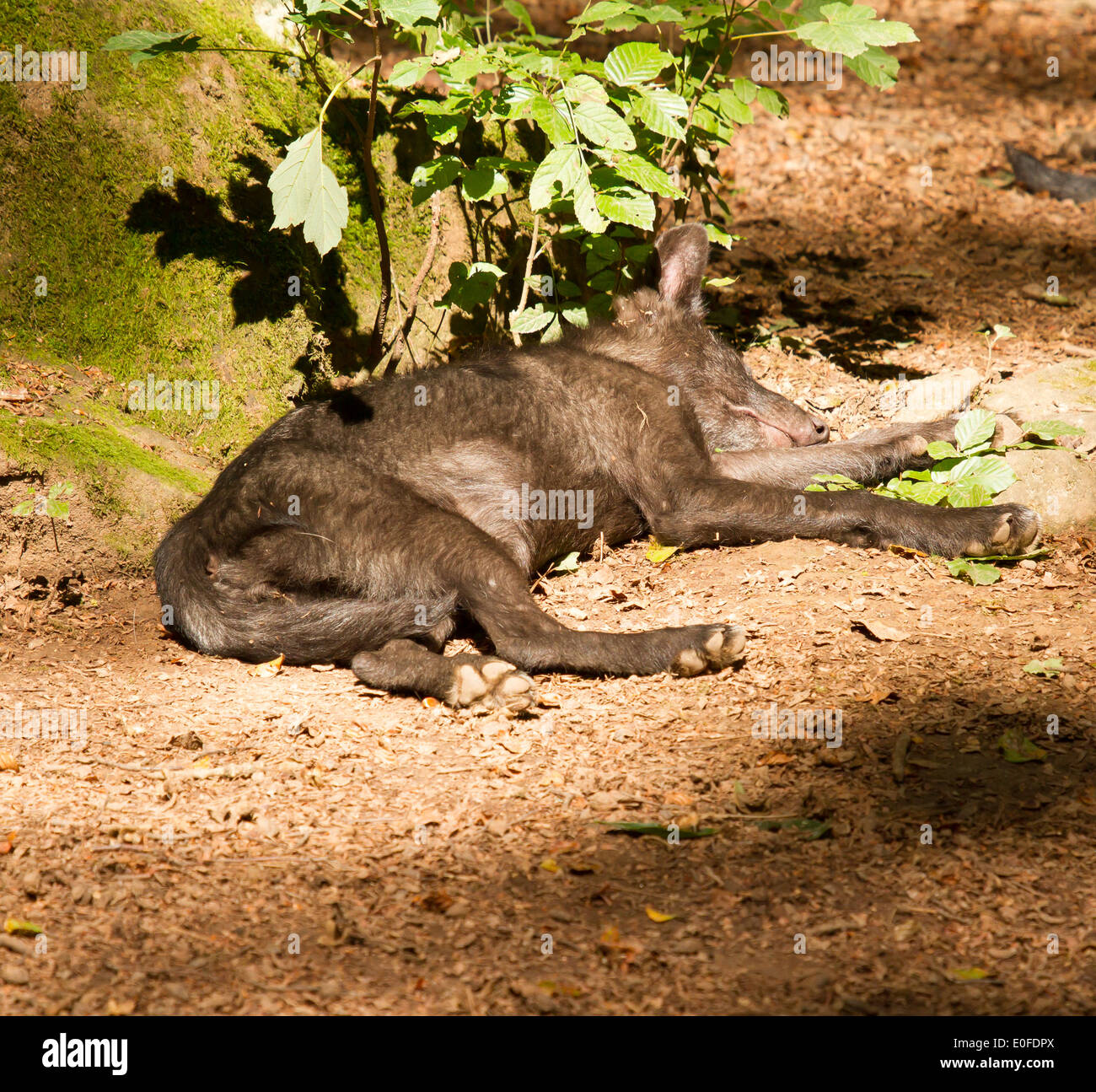 Wolf in a forest in germany hi-res stock photography and images - Alamy