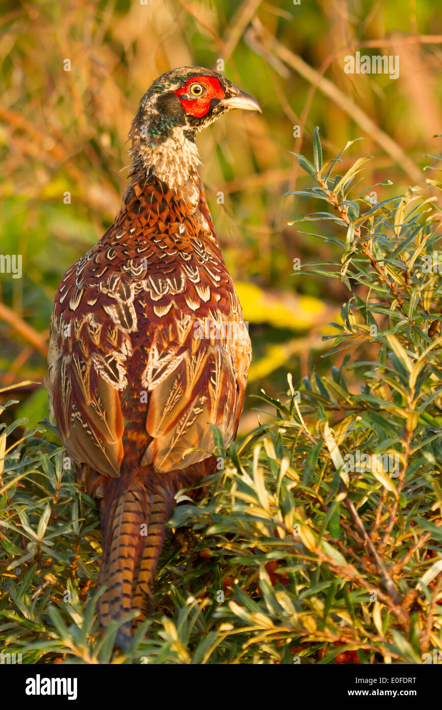 A close-up of a pheasant Stock Photo - Alamy
