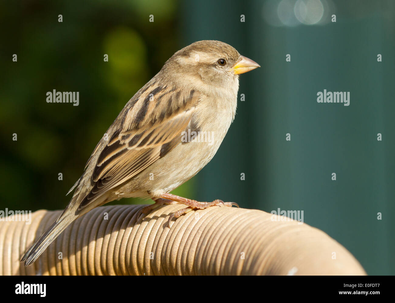Sparrow photographs hi-res stock photography and images - Alamy