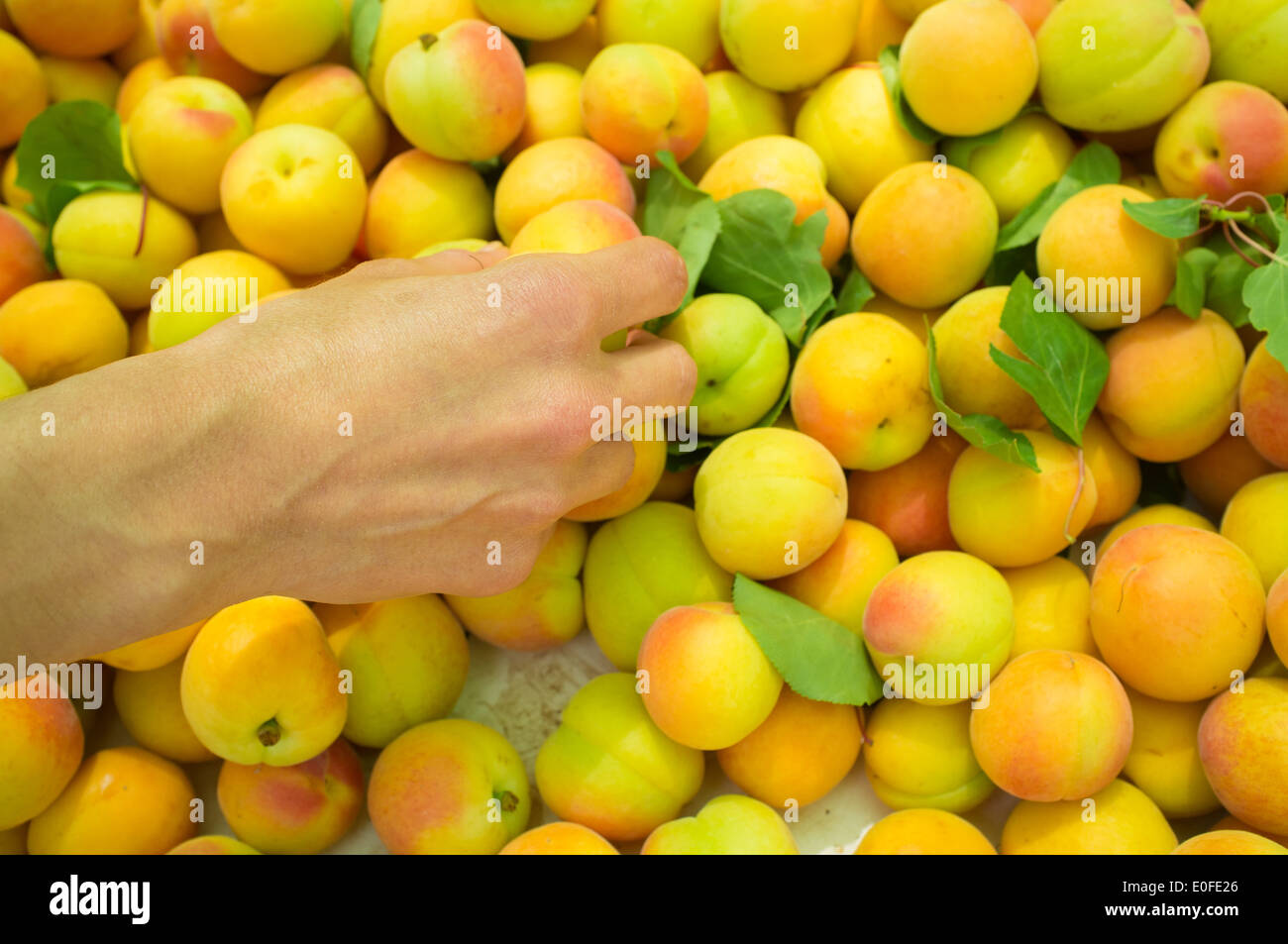 Hand choosing apricots on a market stall Stock Photo - Alamy
