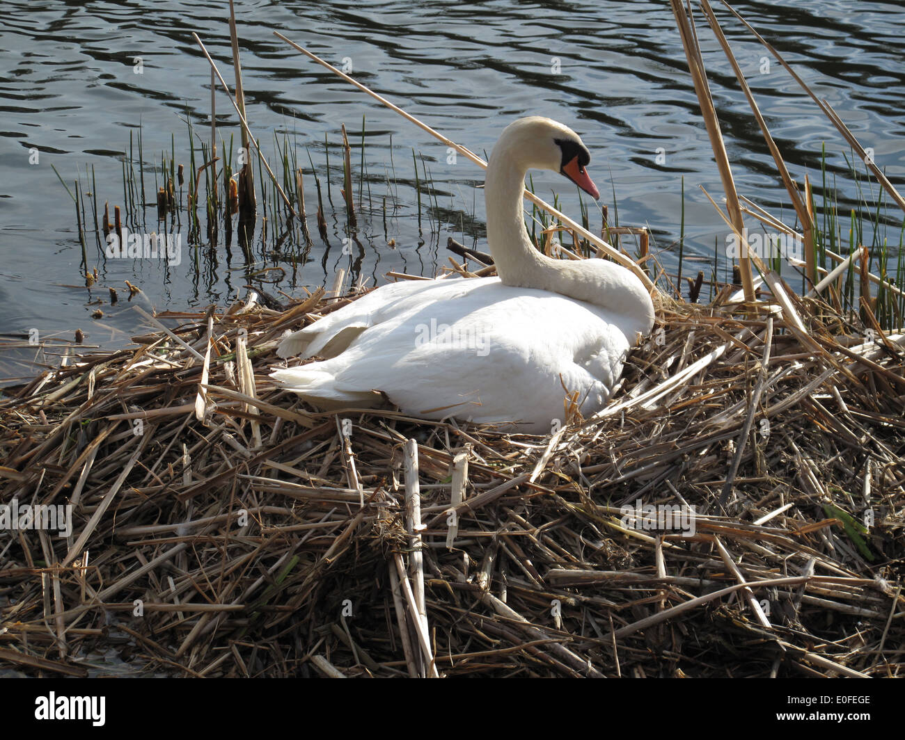 Swans nesting in High Park Stock Photo - Alamy