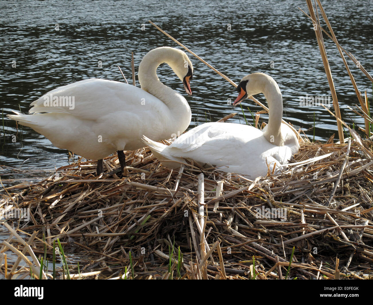 Nesting swans hi-res stock photography and images - Alamy
