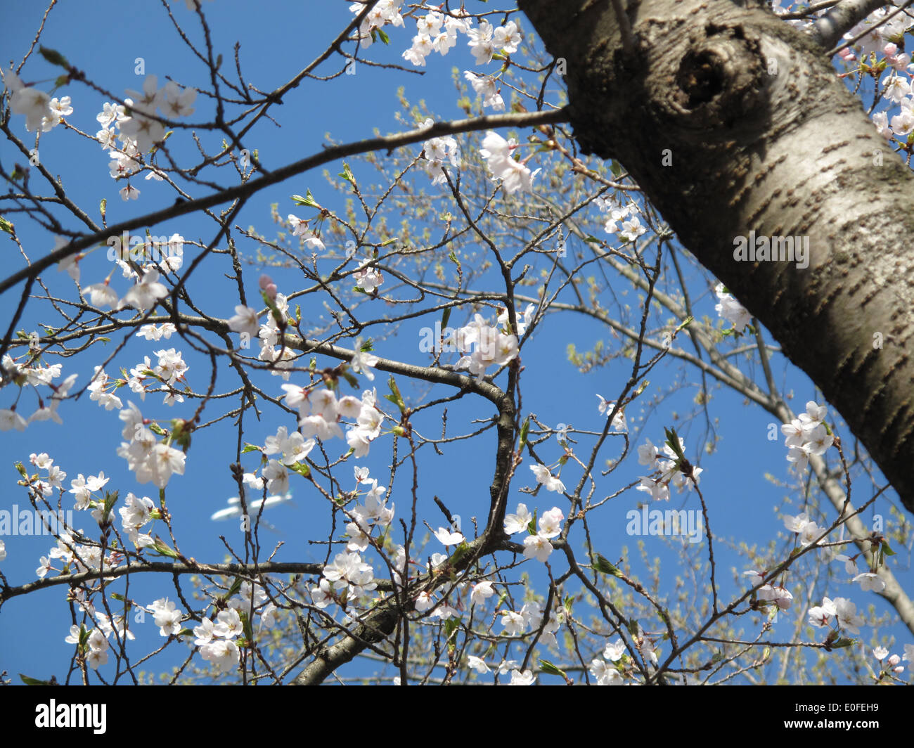 Spring in Toronto, Ontario Stock Photo - Alamy