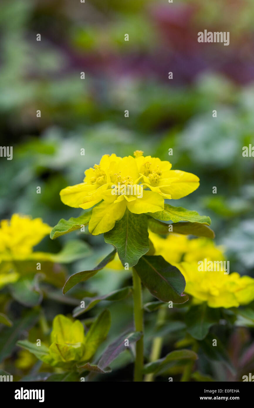 Garden plant euphorbias hi-res stock photography and images - Alamy