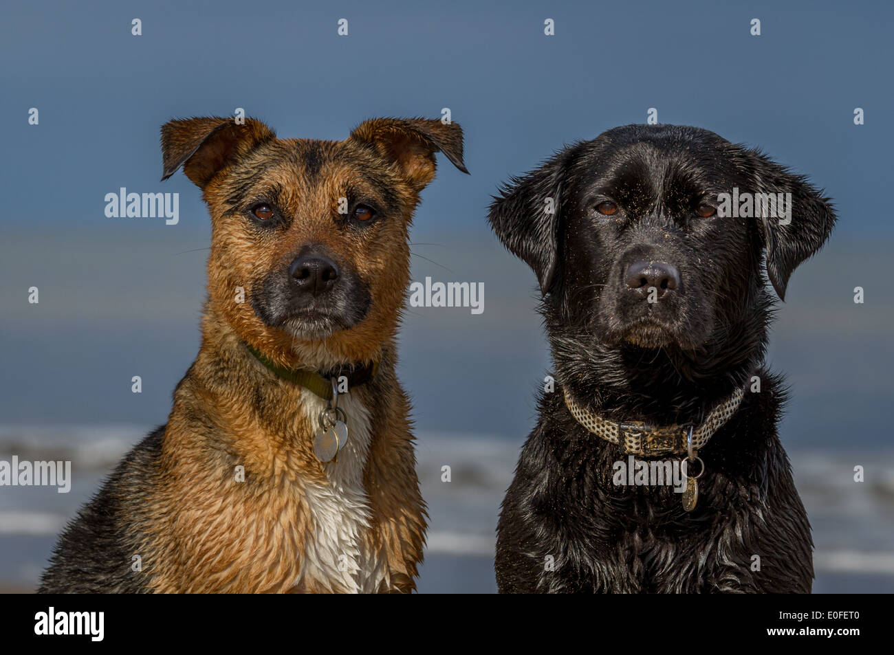Wet dogs hi-res stock photography and images - Alamy