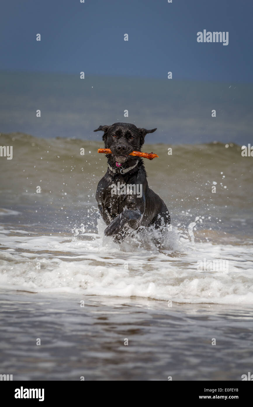 Labrador retrieving stick hi-res stock photography and images - Alamy