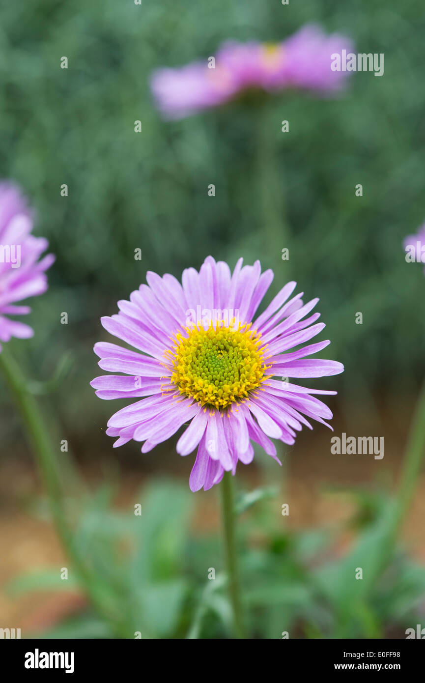 Aster Alpinus. Alpine Aster flower Stock Photo - Alamy