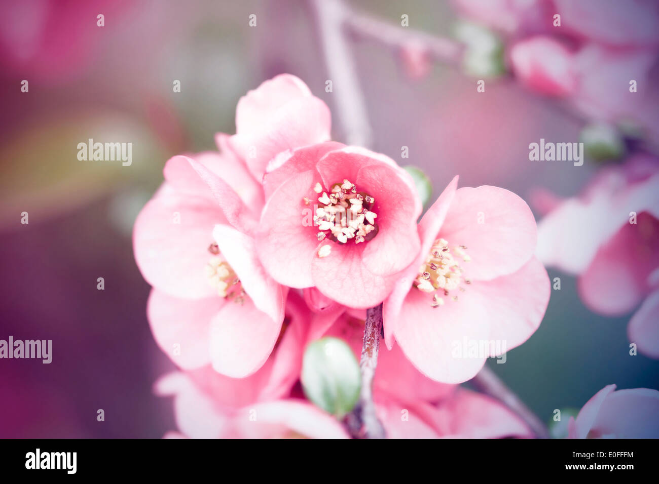 Fower buds hi-res stock photography and images - Alamy