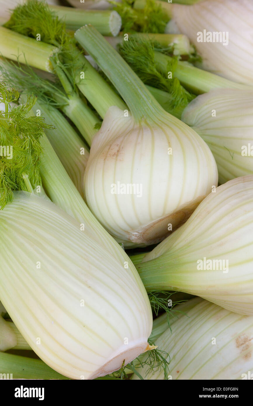 Fennel in salad hi-res stock photography and images - Alamy