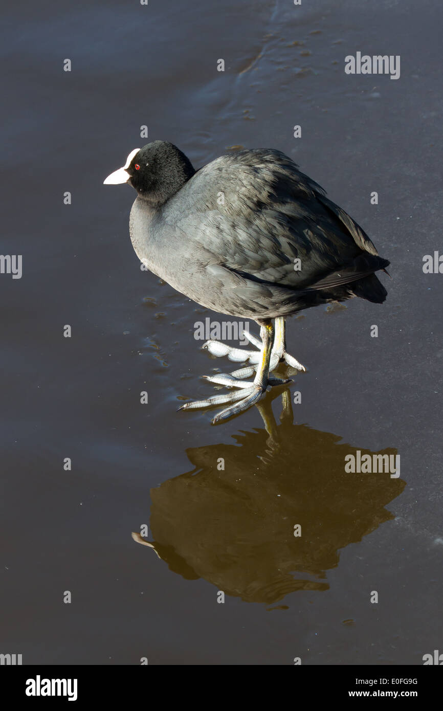 Coot photographs hi-res stock photography and images - Alamy