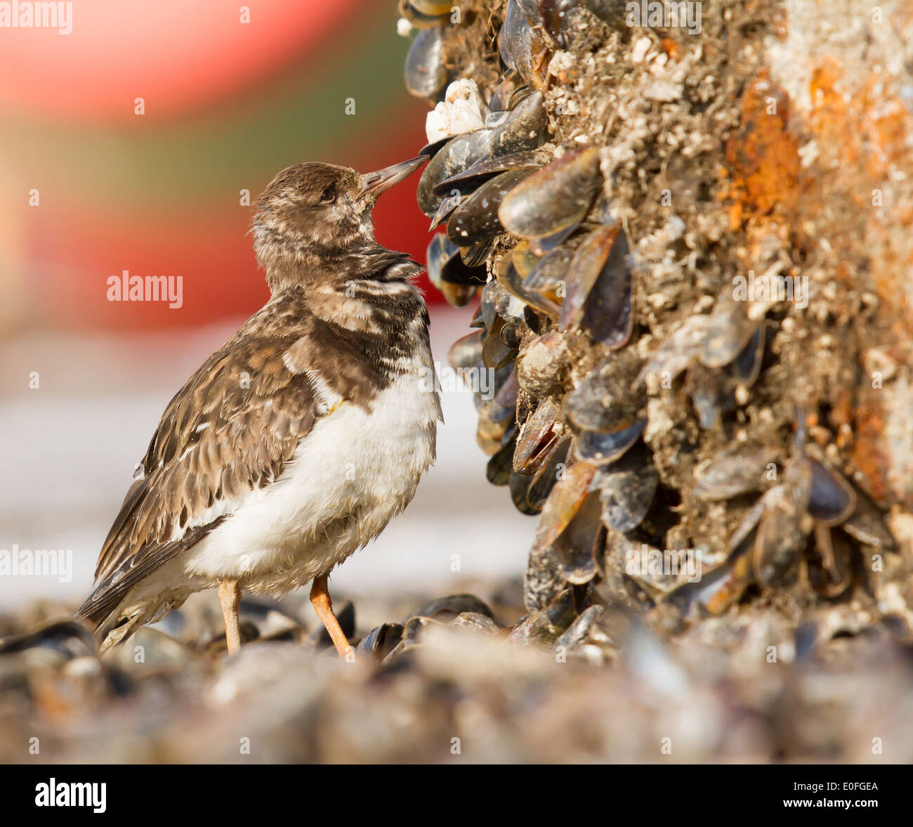 Turnstone isolated white hi-res stock photography and images - Alamy