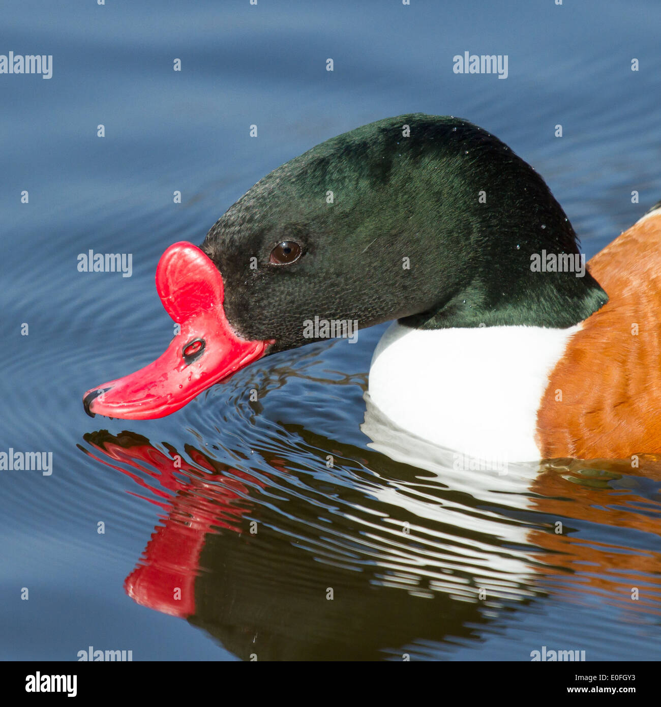 A common Shelduck is swimming in a dutch lake Stock Photo - Alamy