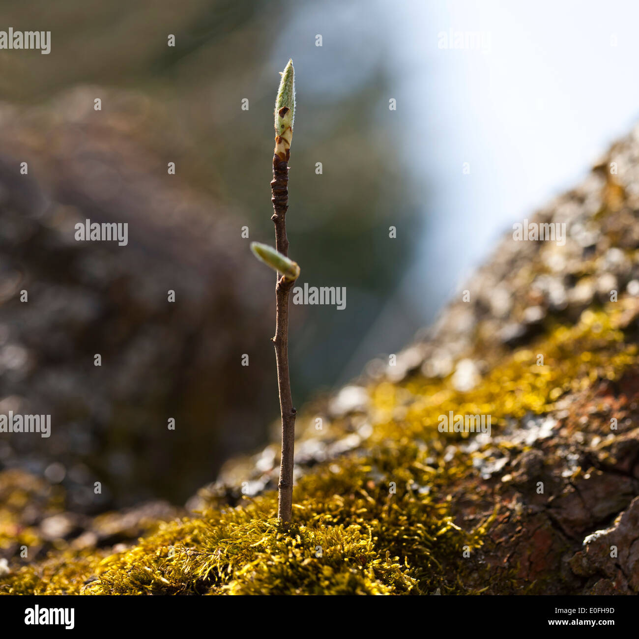 Tree bud hi-res stock photography and images - Alamy