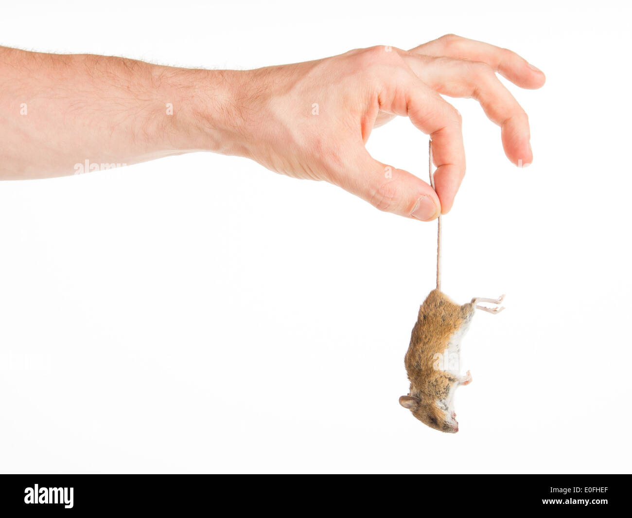 Hand holding a dead mouse, isolated on a white background Stock Photo ...
